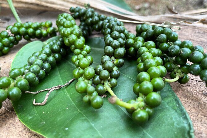 Areca Plantation Walk & Heritage Home visit at Areca County - Who Should Consider This Tour?