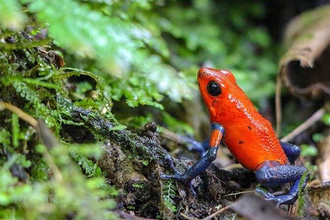 Arenal Full Day Tour - Health and Safety Information