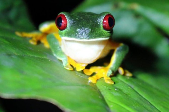 Arenal Oasis Night Walk From Arenal - Location and Accessibility