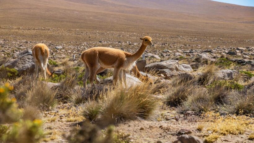 Arequipa: 2-day Classic Colca Canyon Tour - The Natural Wonders