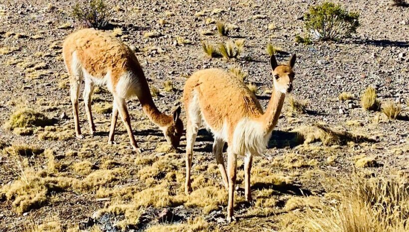 Arequipa: Catarata de Pillones and Bosque de Piedras Tour - Key Points
