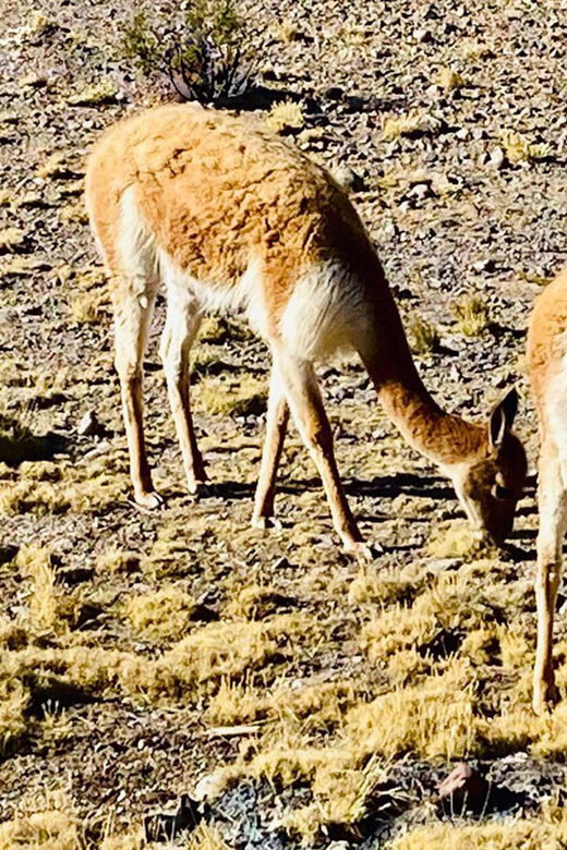 Arequipa: Catarata de Pillones and Bosque de Piedras Tour - How the Landscape and Culture Come Together