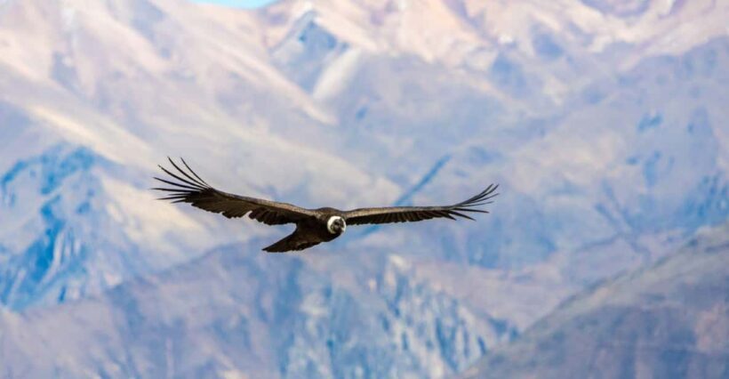 Arequipa: Full Day Colca Canyon Tour with transfer to Puno - Key Points