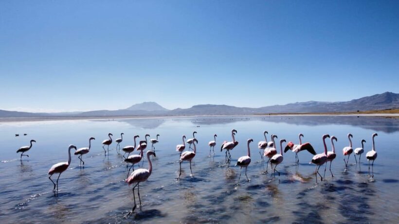 Arequipa: Full-Day Tour to Salinas Salt Lake - FAQ
