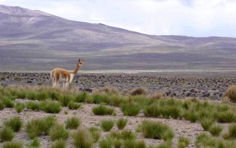 Arequipa: Fullday Colca Canyon + Lunch + Transfer to Puno - Is This Tour Worth It?
