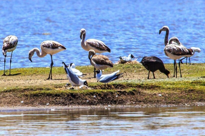 Arequipa: Fullday Colca Canyon + Lunch + Transfer to Puno - Who Will Love This Tour?