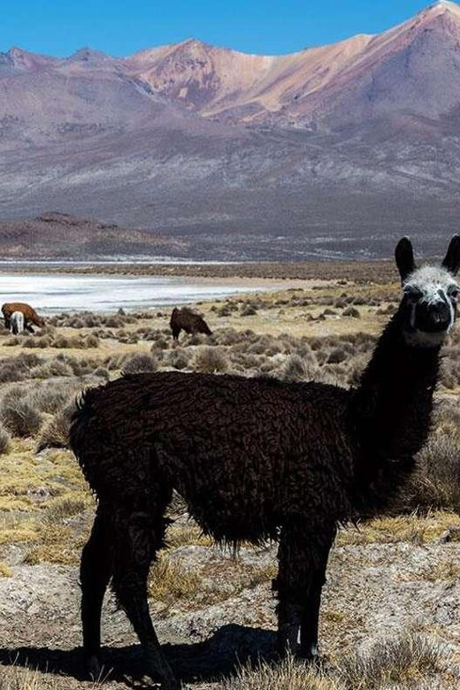 Arequipa | Salinas Lagoon and lojen thermal baths - Who Will Enjoy This Tour?