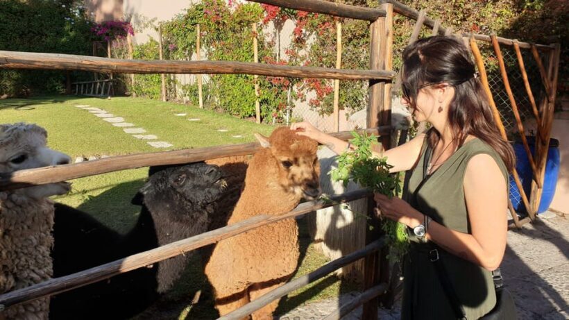 Arequipa Tour + Alpaca World - The Sum Up