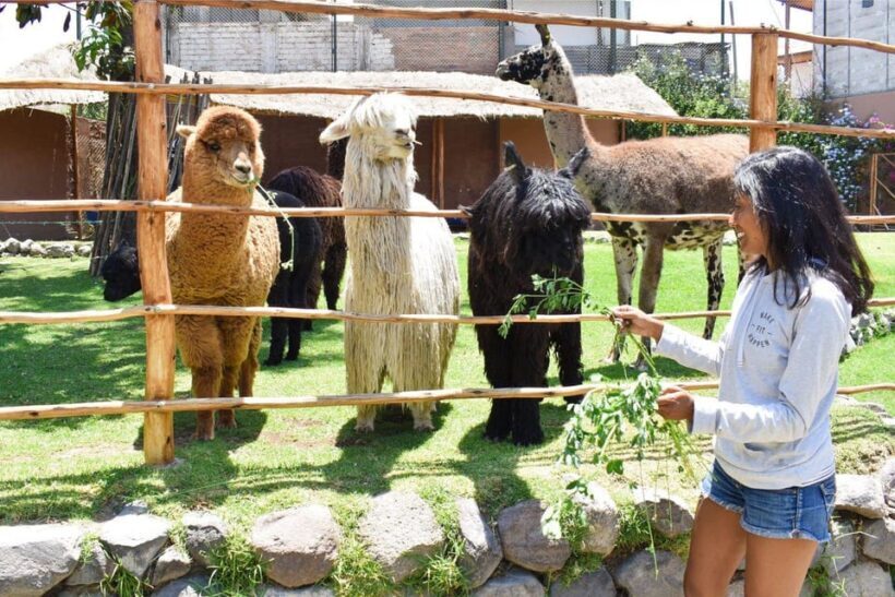 Arequipa Tour + Alpaca World - FAQs