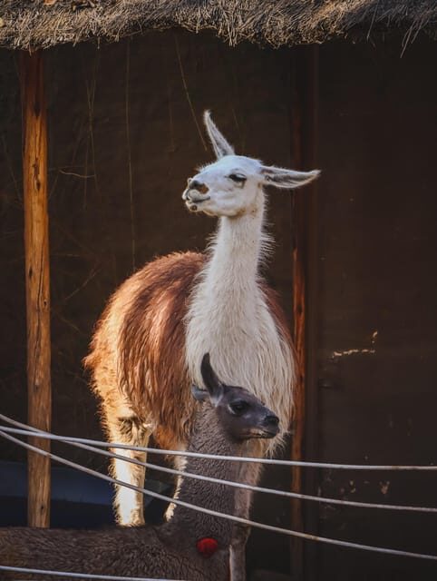 Arequipa: Walking City Tour and Juanita Mummy - Authentic Insights from Reviews