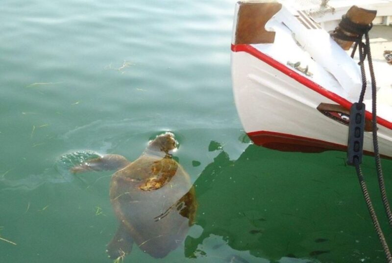 Argostoli Walking Tour - The Town's Tale on Foot - An In-Depth Look at What the Tour Offers