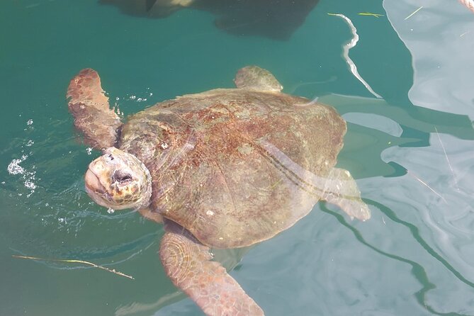 Argostoli Walking Tour- The Town's Tale on Foot - Who Should Take This Tour?