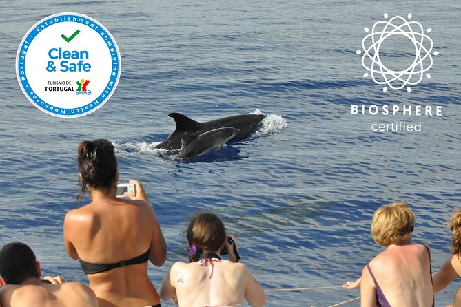 Arieiro Peak and Cristo Rei 4x4 Experience + Dolphins Watching - Dolphin and Whale Watching