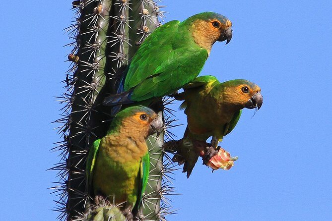 Arikok Adventurous Hiking Experience in Aruba - Key Points
