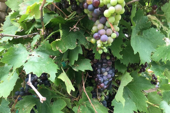 Arizona Winery All-Inclusive Tour With Lunch & Tastings - Accessibility and Recommendations