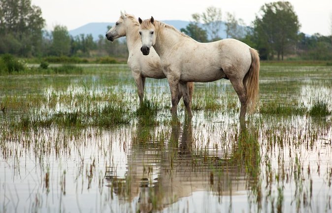 Arles and Camargue Full-Day Tour Including Aigues Mortes - Key Points