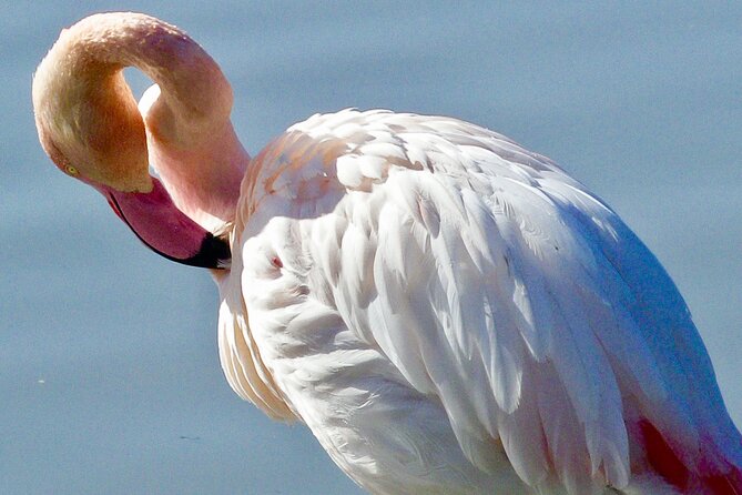Arles and Camargue Full-Day Tour Including Aigues Mortes - Visiting Saintes-Maries-de-la-Mer