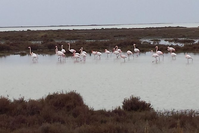 Arles and Camargue Full-Day Tour Including Aigues Mortes - Exploring the Bird Reserve Park and Aigues Mortes