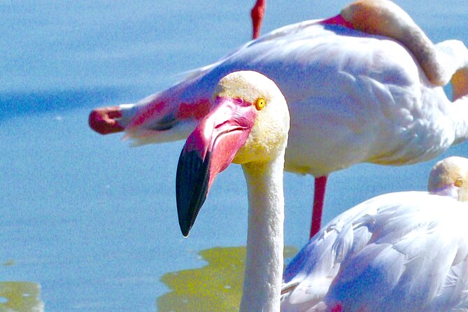 Arles and Camargue Full-Day Tour Including Aigues Mortes - Traveler Experiences and Feedback
