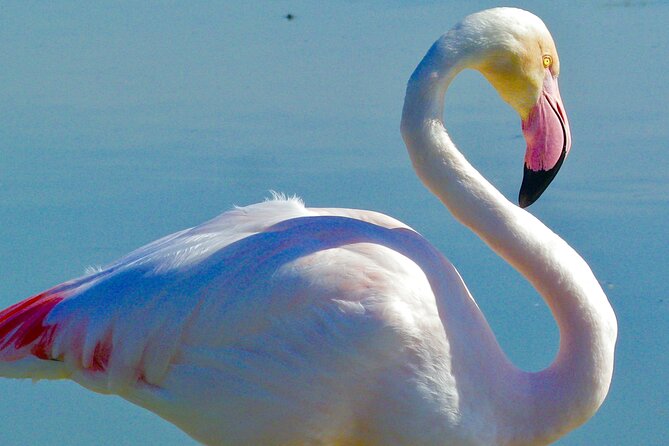 Arles and Camargue Full-Day Tour Including Aigues Mortes - Meeting Information and Logistics