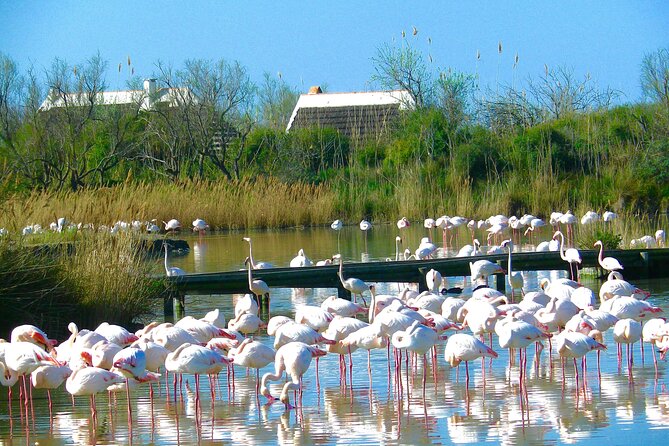 Arles and Camargue Full-Day Tour Including Aigues Mortes - Highlights and Inclusions