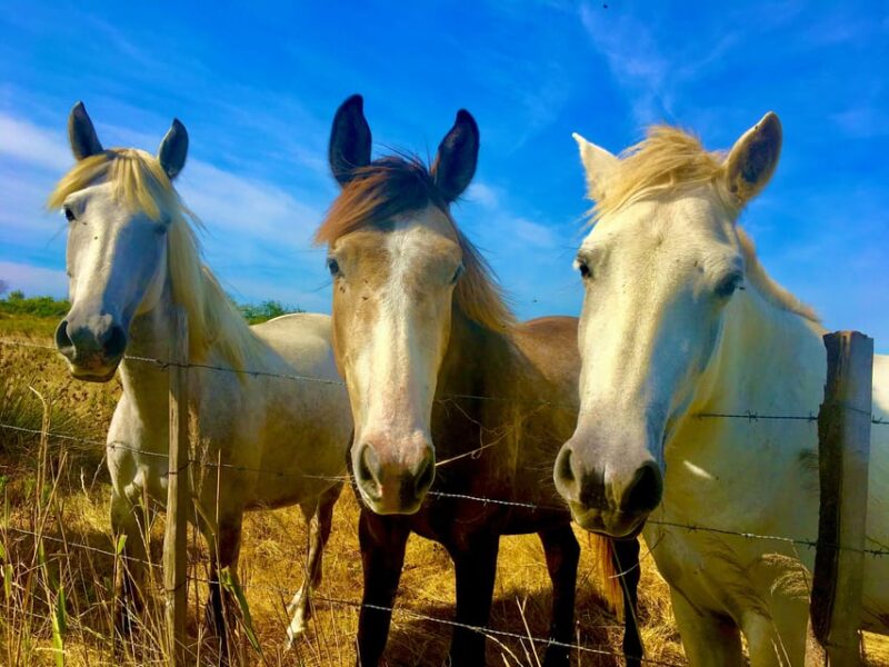 Arles & Camargue Natural Park (including Aigues Mortes) - How the Experience Is Valued
