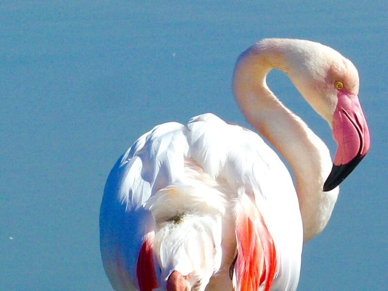 Arles & Camargue Natural Park (including Aigues Mortes) - The Sum Up: Who Will Love This Tour?