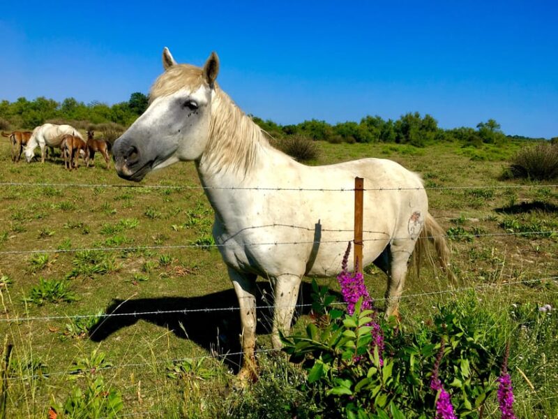 Arles & Camargue Natural Park (including Aigues Mortes) - FAQ