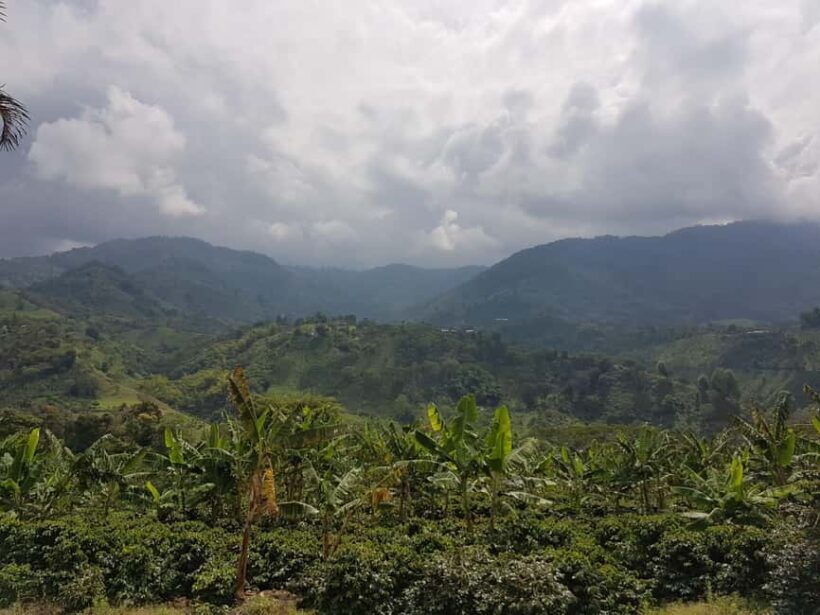 Armenia, Quindío: Traditional coffee farm tour with roasting and transportation - Key Points