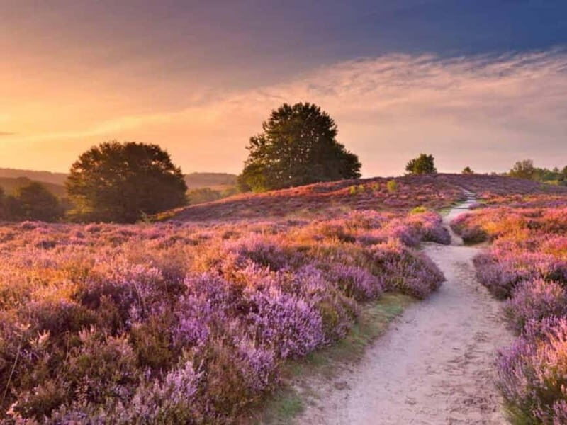 Arnhem: 8-hour culinary car tour of Veluwe - A Closer Look at the Itinerary and Experience