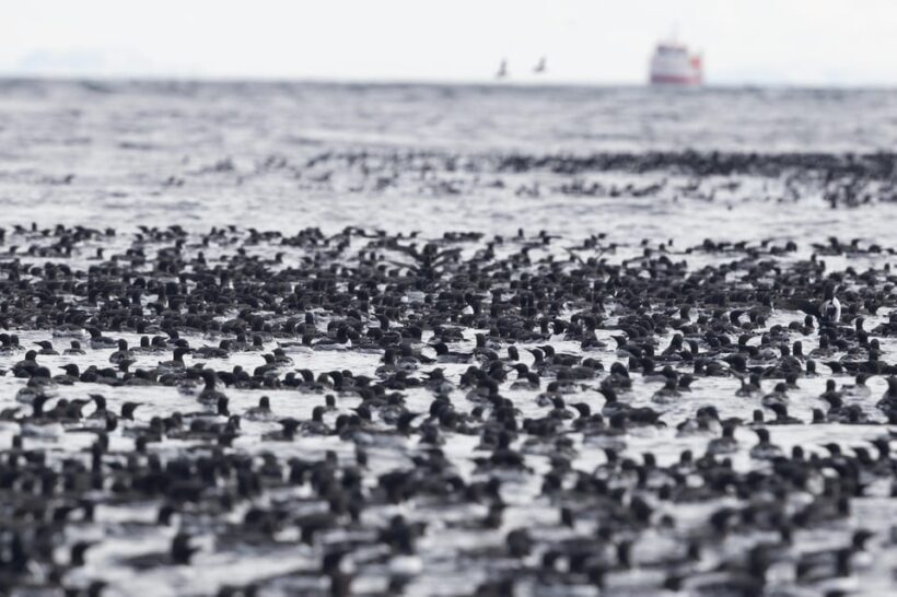 Around Hornøya - Birdwatching & Whalewatching Boat Excursion - Key Points