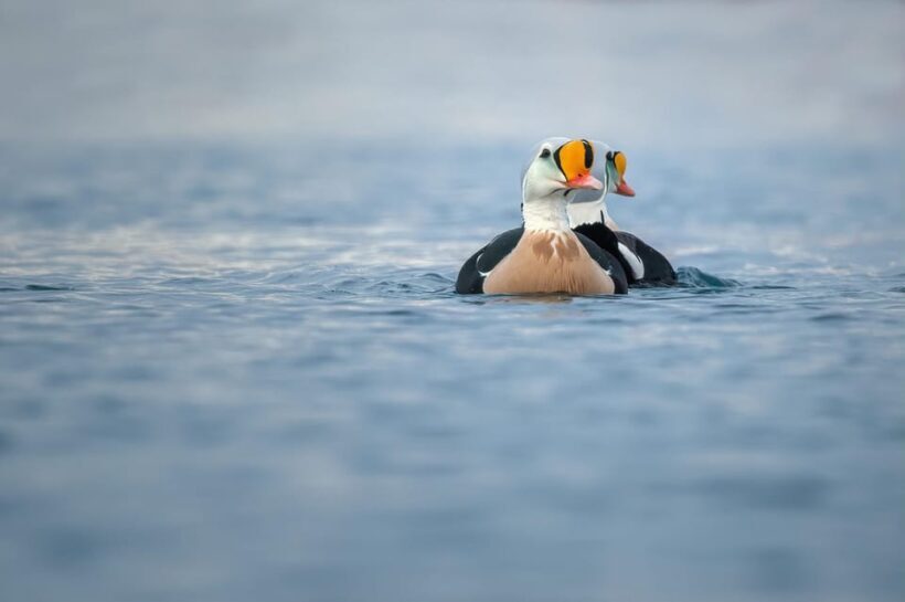 Around Hornøya - Birdwatching & Whalewatching Boat Excursion - Overview of the Experience