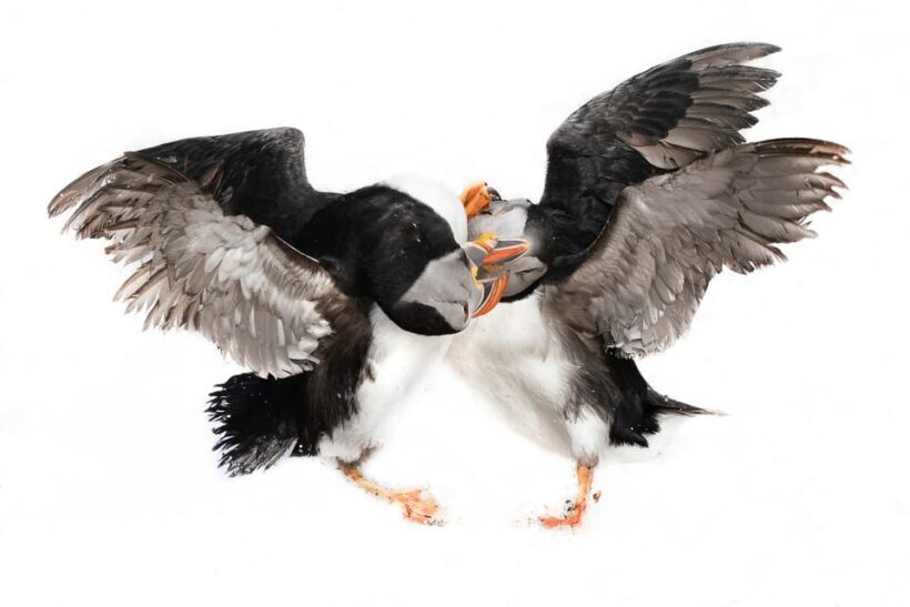 Around Hornøya - Birdwatching & Whalewatching Boat Excursion - The Experience in Detail: What You Can Expect