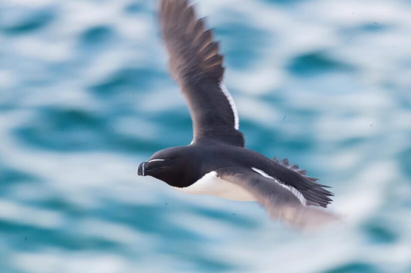 Around Hornøya - Birdwatching & Whalewatching Boat Excursion - The Sum Up