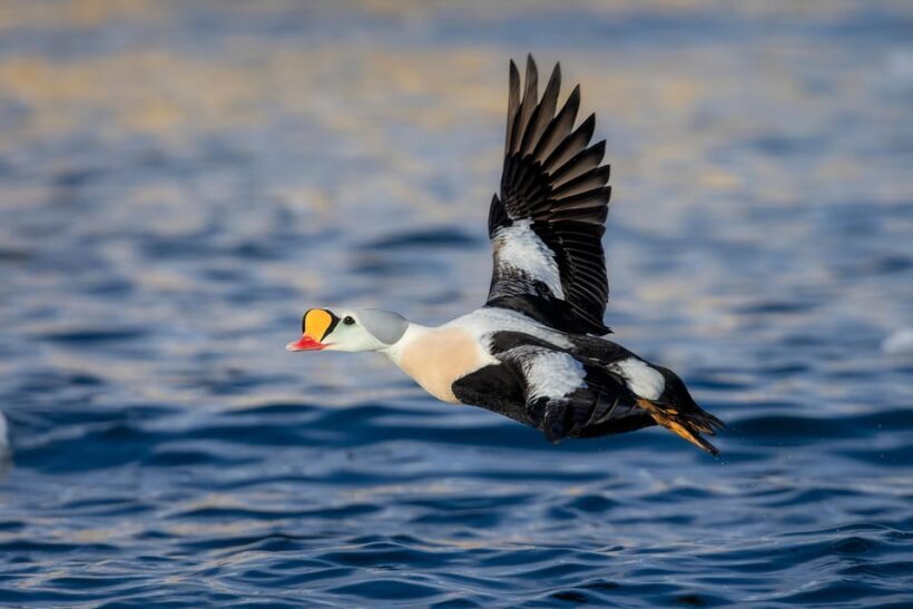 Around Hornøya - Birdwatching & Whalewatching Boat Excursion - FAQ