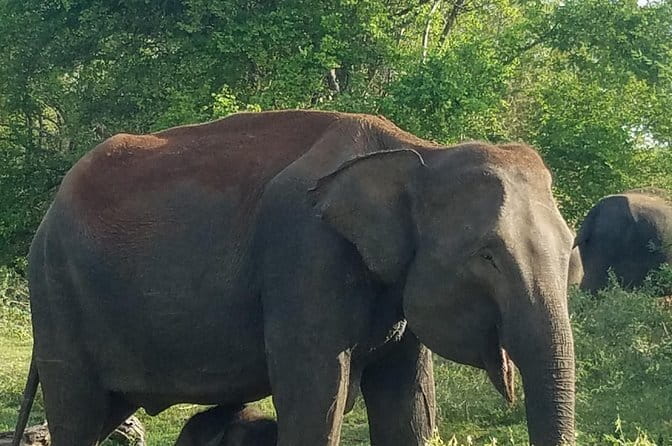 Around Sri Lanka Tours - Final Thoughts: Is This Tour for You?