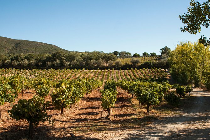 Arrabida Full Day Private Tour with Wine Tasting - Travel Experience and Practical Details