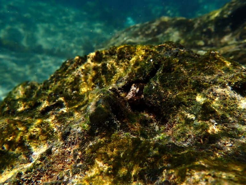 Arrábida Marine Reserve: Kayaking & Snorkeling Tour - The Sum Up