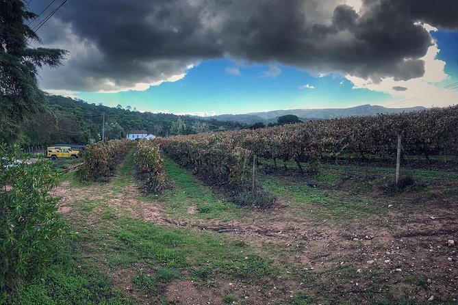 Arrábida Palmela Azeitão Private Tour - W/ Wine Tasting & Tapas - Exploring a Historic Winery