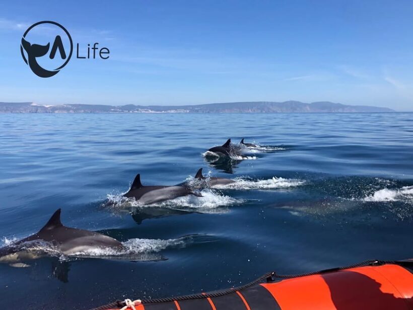 Arrábida - Sesimbra: Dolphin Watching - An Honest Look at This Dolphin-Watching Tour
