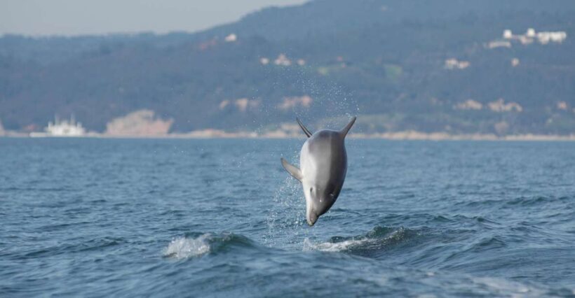 Arrábida - Sesimbra: Dolphin Watching - The Itinerary: What Makes Each Stop Special