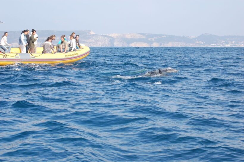 Arrábida - Sesimbra: Dolphin Watching - Practical Tips for Participants