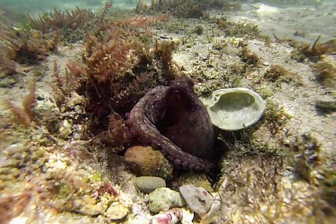 Arrábida Snorkeling Adventure With Transfer From Lisbon - Meeting Point and Transportation Details