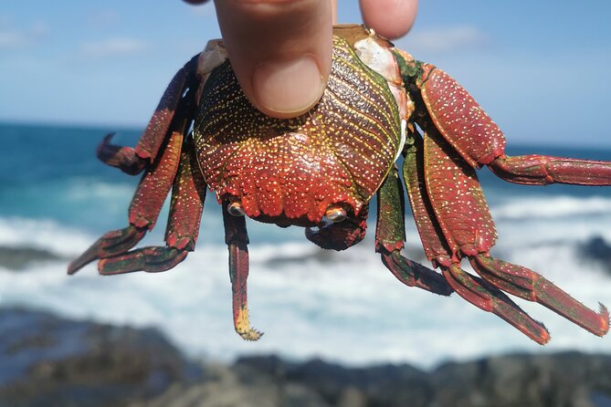 Arround Gran Canaria All Highlights Private Shore Excursion - Transportation, Timing, and Group Size
