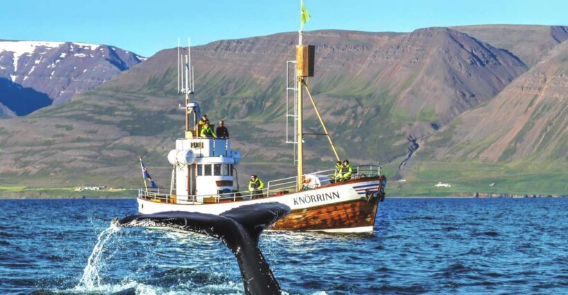 Árskógssandur: Whale-Watching Boat Trip - Key Points