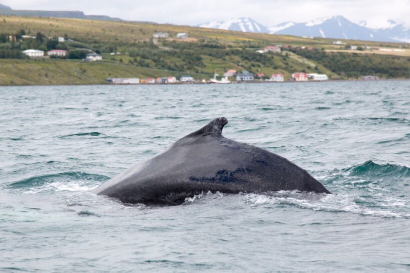 Árskógssandur: Whale-Watching Boat Trip - The Sum Up