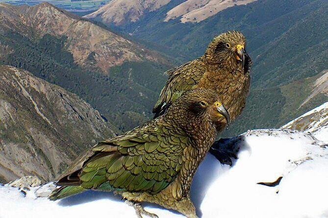 Arthur's Pass and TranzAlpine Train Day Tour from Christchurch - Who Should Book This Tour?