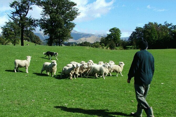 Arthur's Pass and TranzAlpine Train Day Tour from Christchurch - Final Words