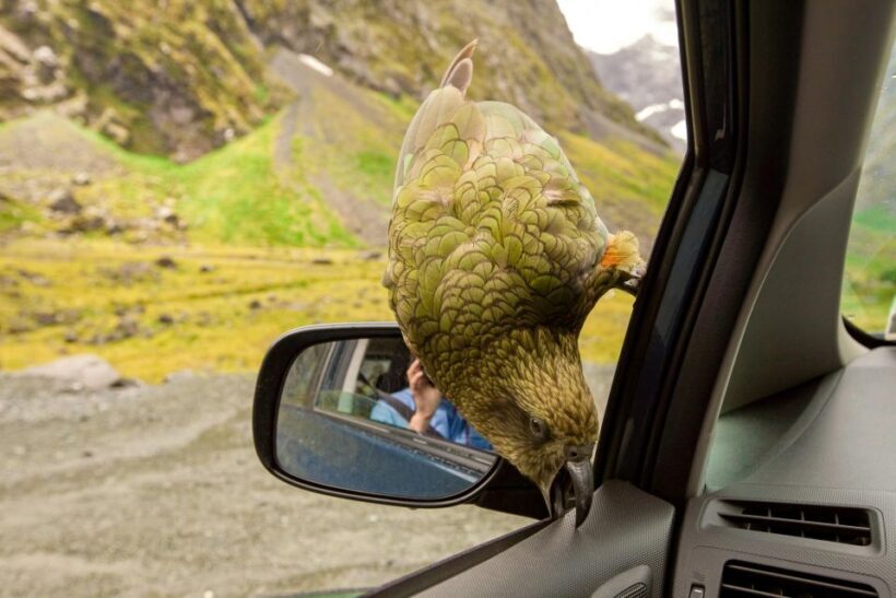 Arthur's Pass Day Tour From Christchurch with TranzAlpine - Each Stop’s Unique Charm