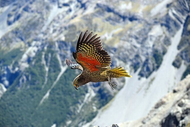 Arthurs Pass Private Alpine Vista Day tour - FAQ